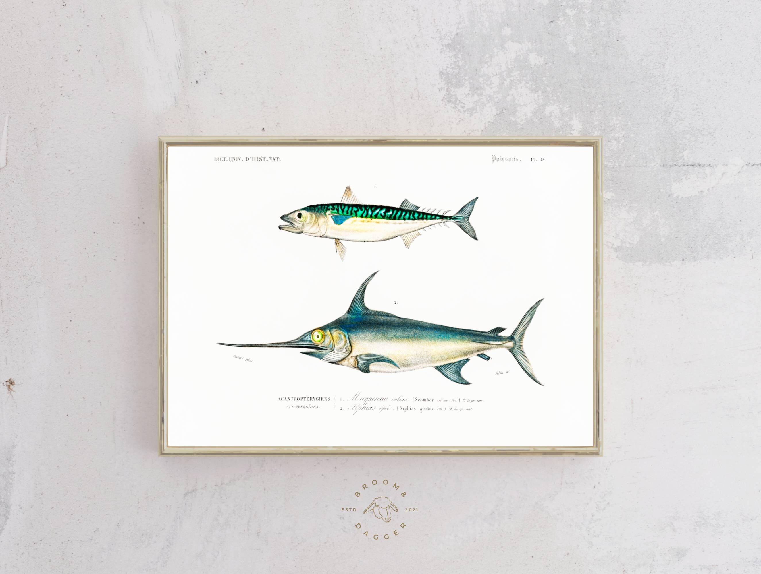 Vintage Fish Art Swordfish & Mackerel | Beachy Wall Art | Fish Wall Art ...