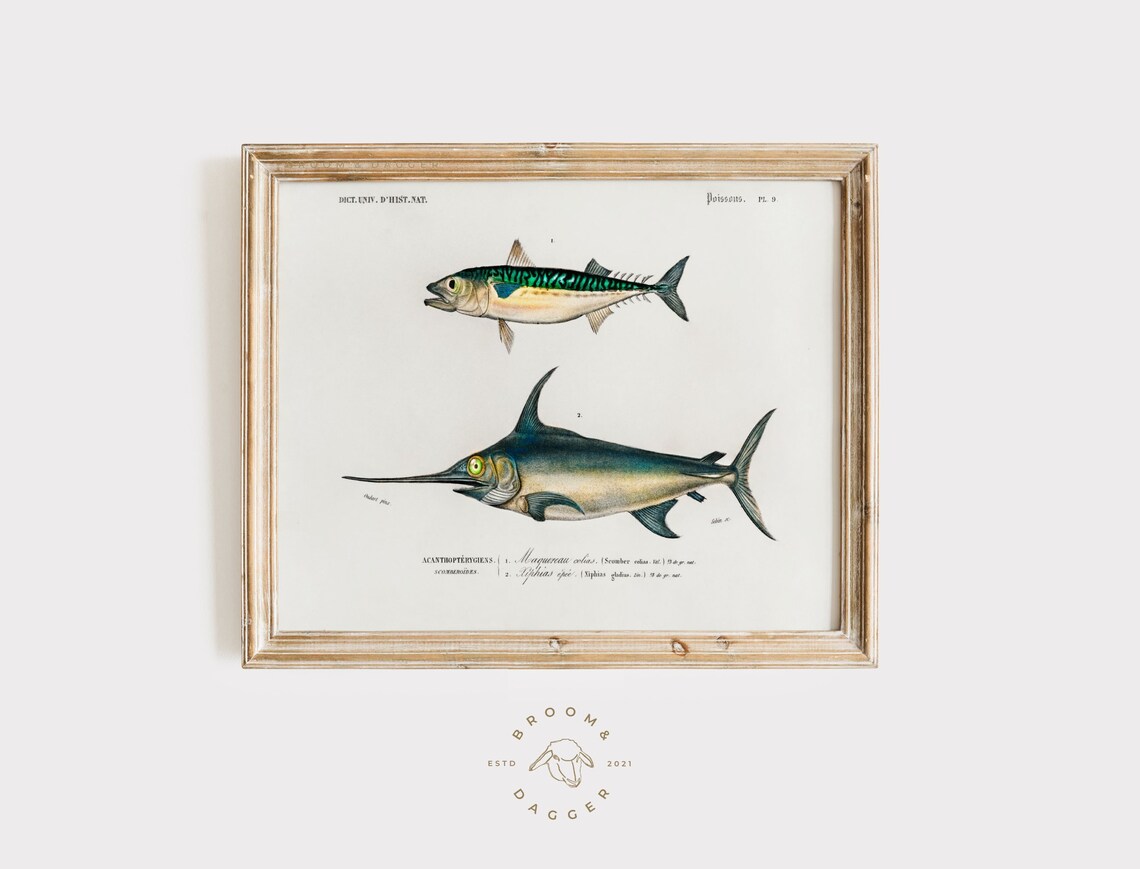 Vintage Fish Art Swordfish & Mackerel | Beachy Wall Art | Fish Wall Art ...