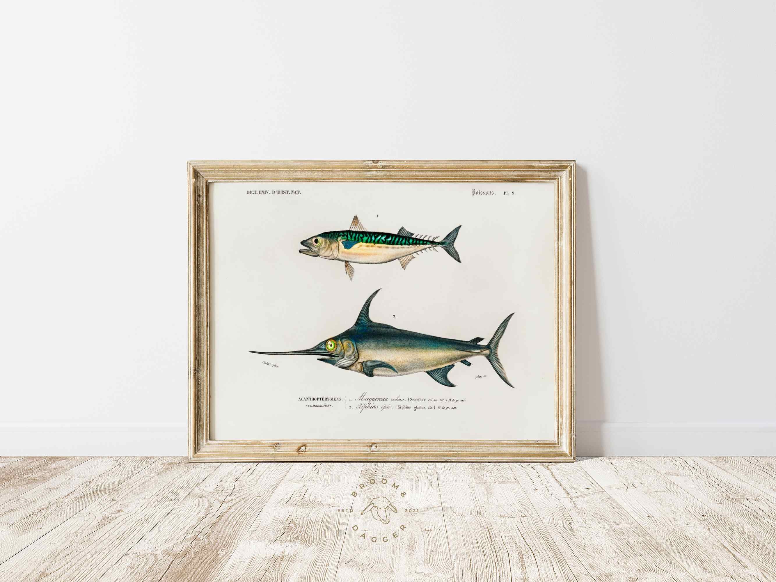Vintage Fish Art Swordfish & Mackerel | Beachy Wall Art | Fish Wall Art ...