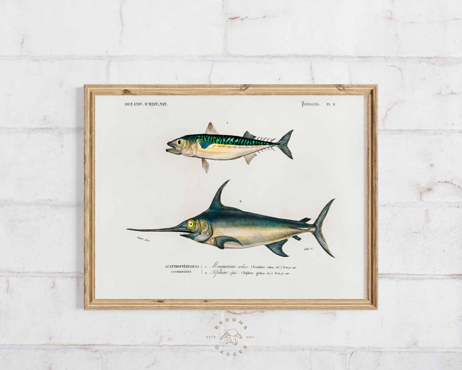 Vintage Fish Art Swordfish & Mackerel | Beachy Wall Art | Fish Wall Art ...
