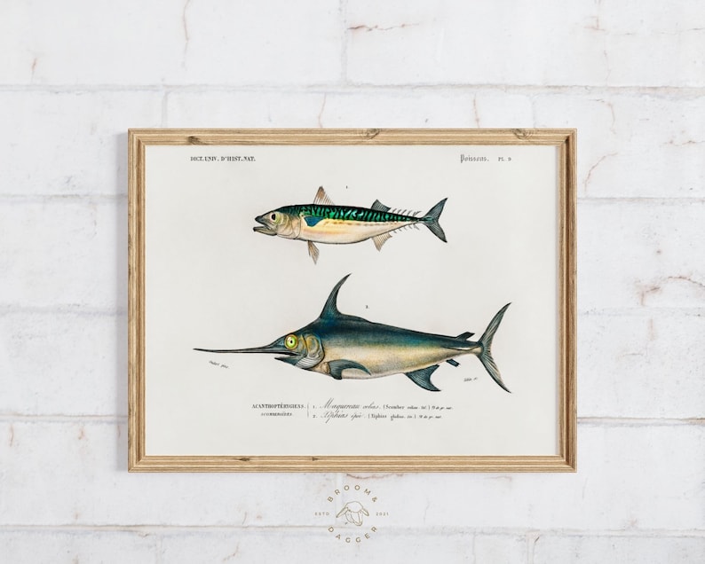 Vintage Fish Art Swordfish & Mackerel | Beachy Wall Art | Fish Wall Art ...