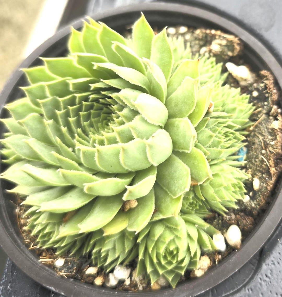Rare Succulent Sempervivum, Also Known as Chick & Hens - Etsy