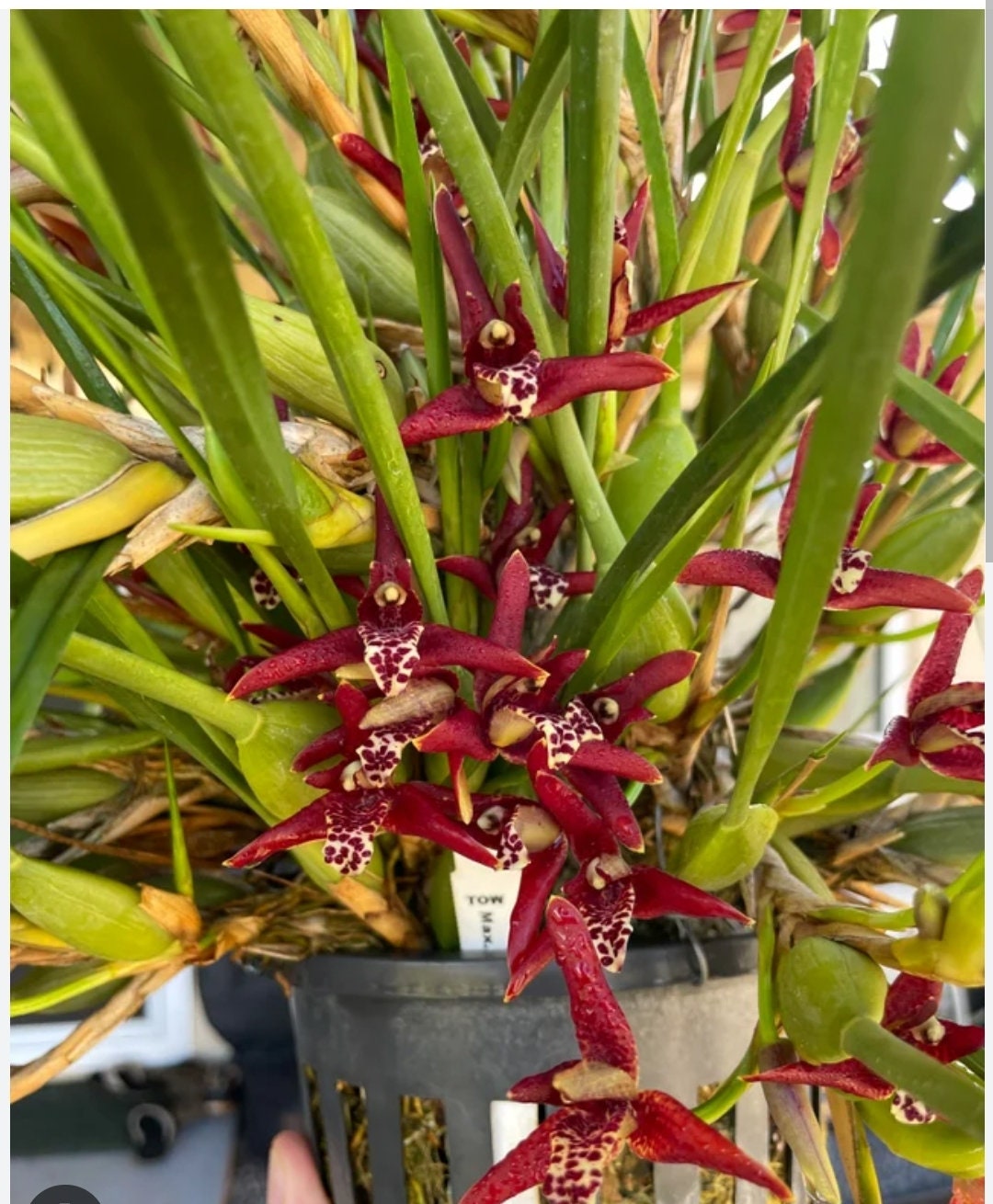 Maxillaria Tenuifolia Choose Red or Yellow Also Known as Coconut Orchid ...