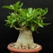 Rare Adenium Obesum Arabicum Beautiful White Flowers Fat - Etsy