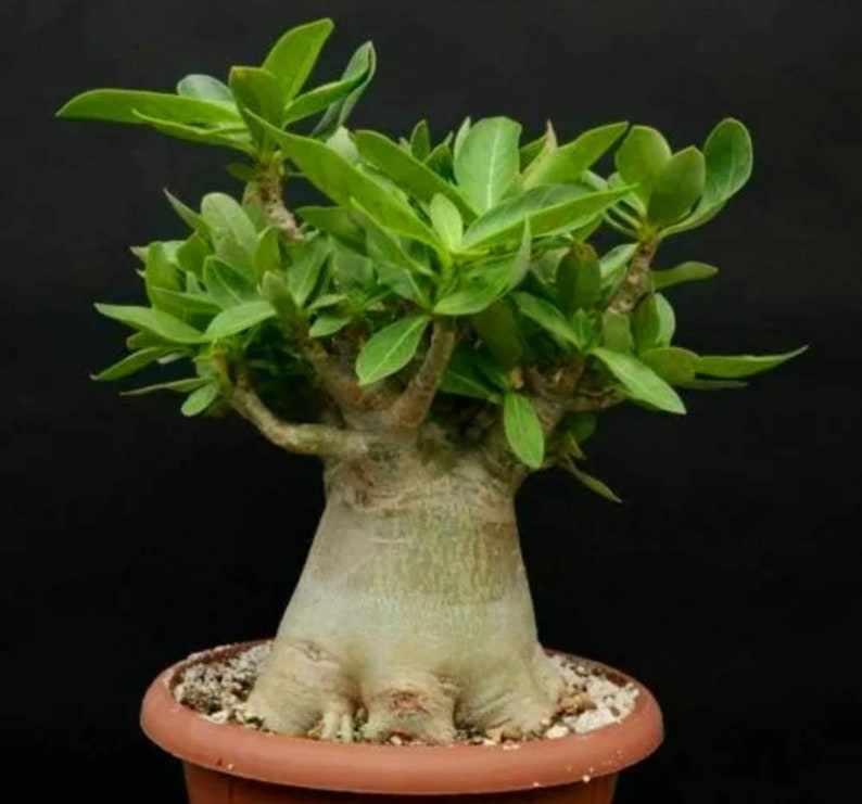 Rare Adenium Obesum Arabicum Beautiful White Flowers Fat - Etsy