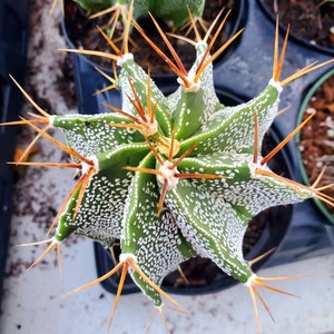 Rare Astrophytum Ornatum, Awesome Blooming Cactus, 4 to 5 Inch - Etsy