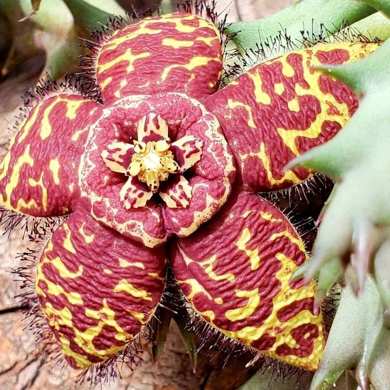 Orbea Variegata - Etsy