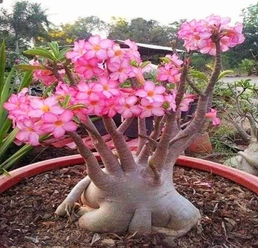 Rare Adenium Arabicum Pink Flowers Extremely Big and Fat Caudex ...