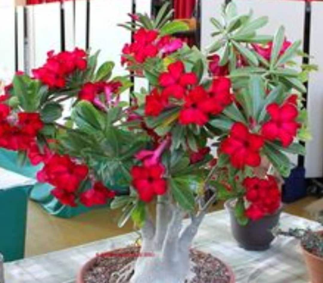Adenium Obesum, Red Flowers Also Known as Desert Rose, 4 to 5 Years Old ...
