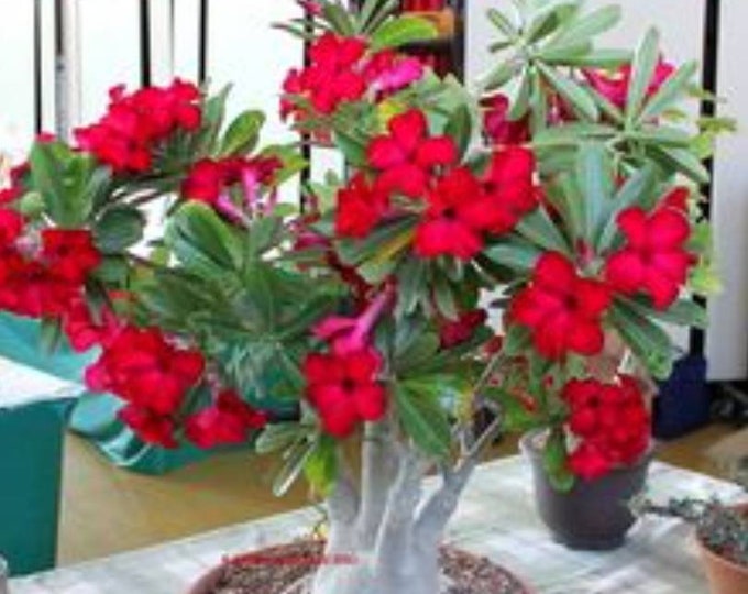 Rare Adenium Arabicum Pink Flowers Extremely Big and Fat Caudex ...