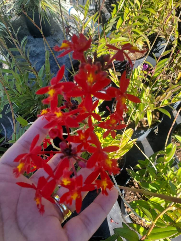 Reed Orchid or Fire Orchid epidendrum Radicans 10 to - Etsy