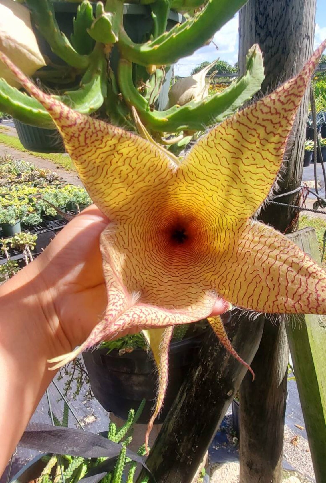 Rare Staplelia Gigantea Blooming Zulu Giant Carrion Plant - Etsy