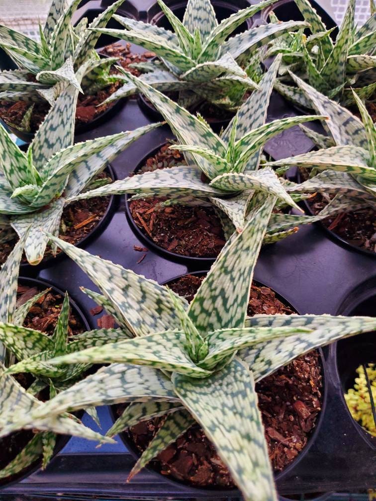 Aloe Delta Lichter