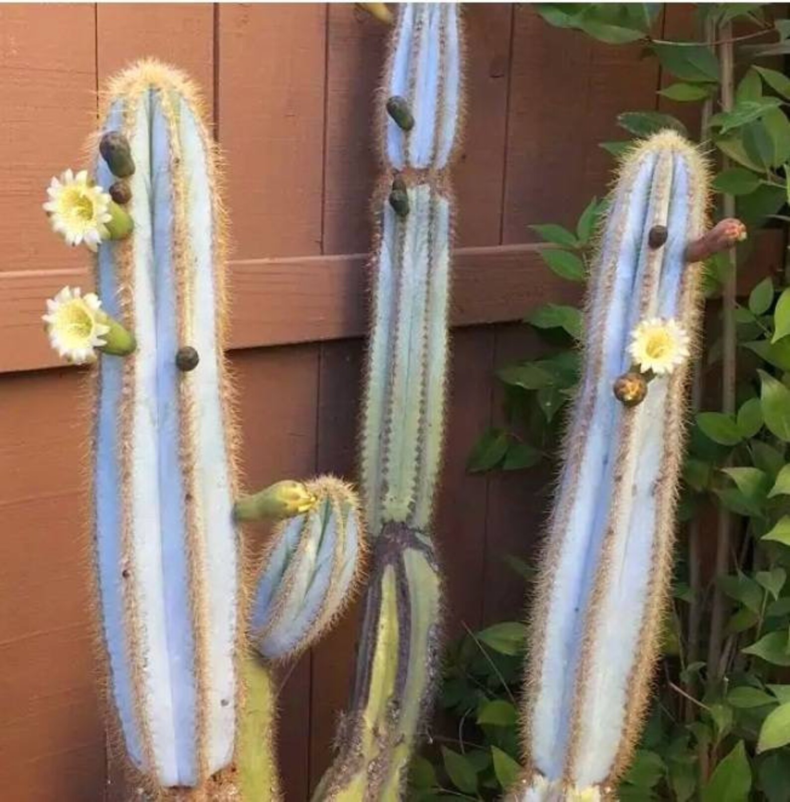 Rare Blue Torch Cactus Pilosocereus Azureus Blue Columnar - Etsy