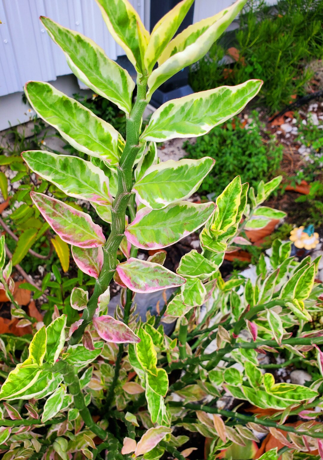 Euphorbia Tithymaloides - Variegated Devil's Backbone 4 Unrooted ...