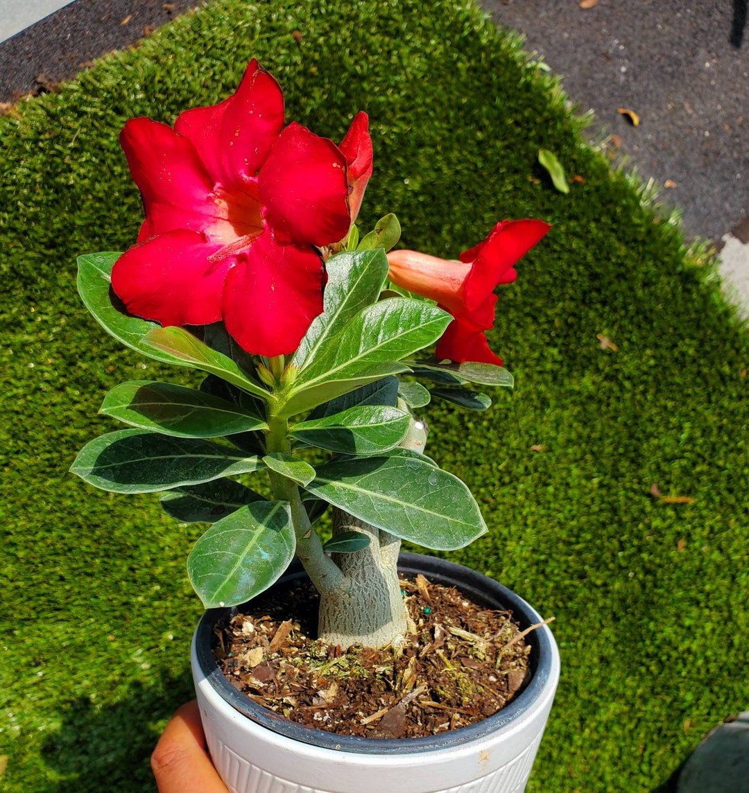 Adenium Obesum, Also Known as Desert Rose 10" to 12" Inches Tall ...