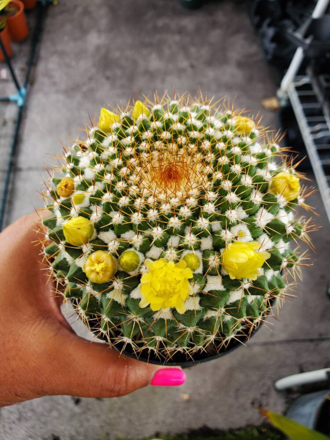 Rare Mammillaria Marksiana Beautiful Yellow Flowers, Blooming Right Now ...