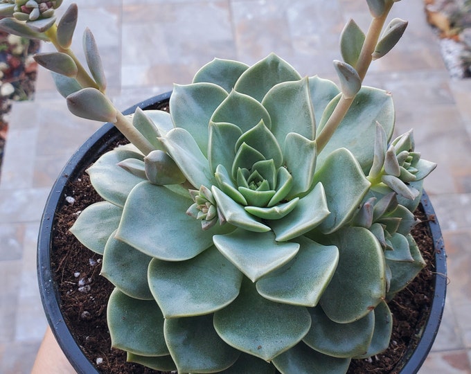 Rare Echeveria Hybrid Taciveria Tasha 6" Korean Imported Live Plant - Etsy