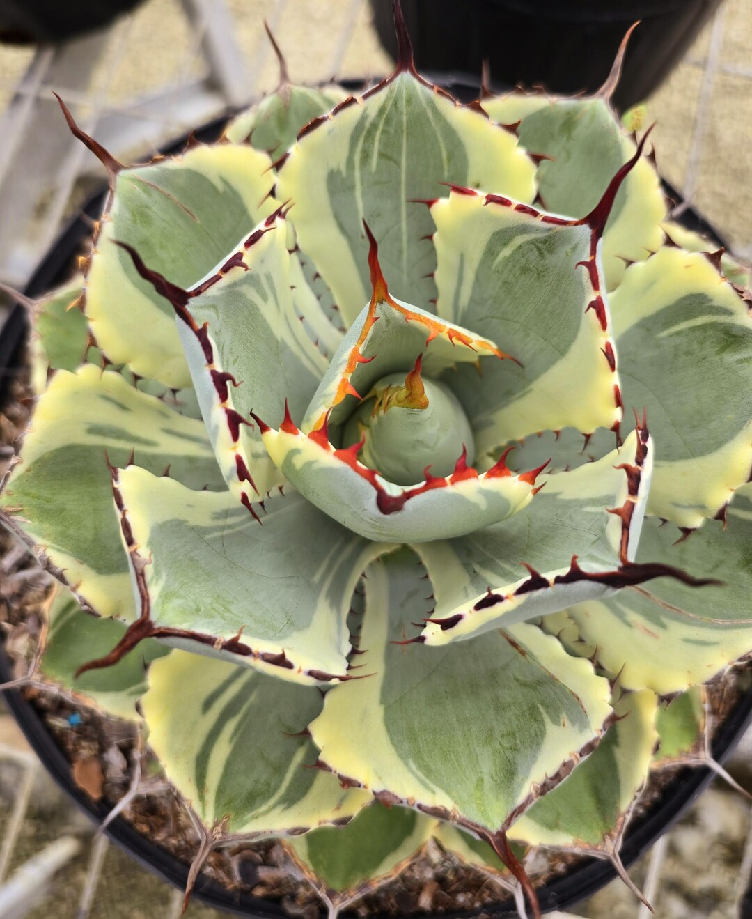 Rare Huge Agave Kissho Kan Butterfly Variegated Very Big and Beautiful ...
