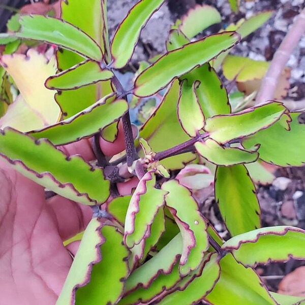 Leaf of Life Plant - Etsy