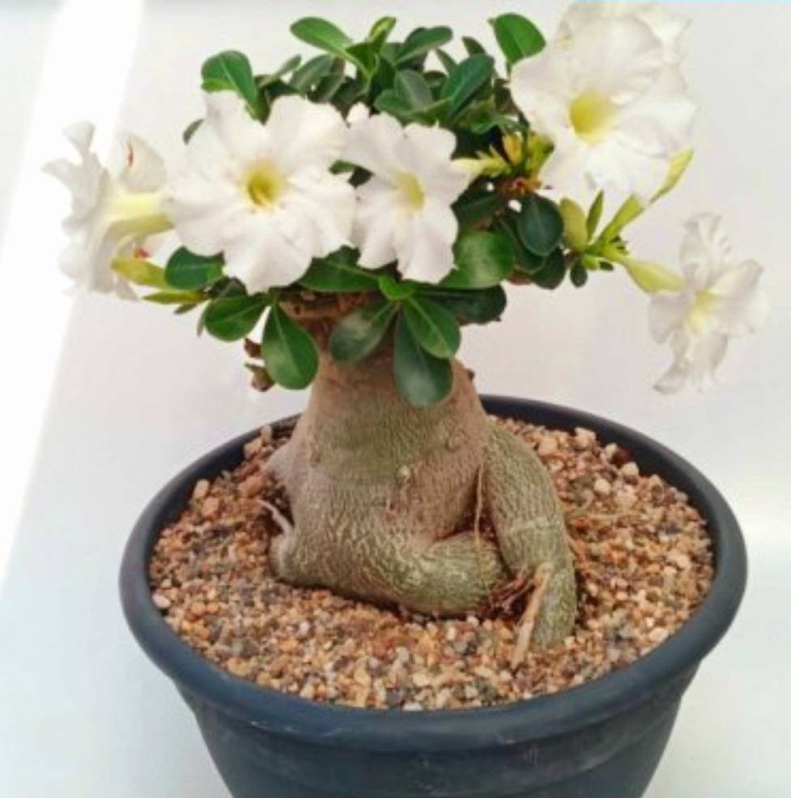 Rare Adenium Obesum Arabicum Beautiful White Flowers Fat - Etsy
