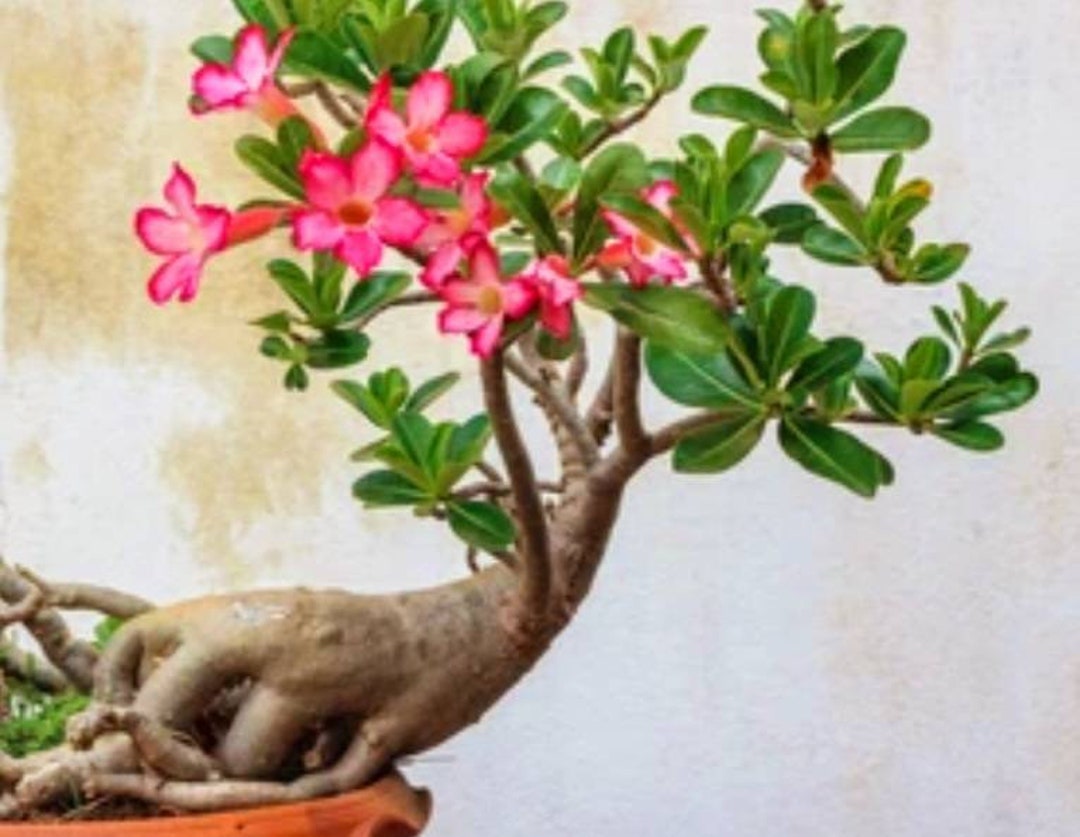 Buy Adenium Obesum, Also Known as Desert Rose, 4 to 5 Years Old Live ...