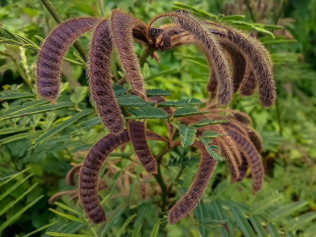 Mimosa Pigra 'black Mimosa' Seeds A Unique Variant - Etsy UK