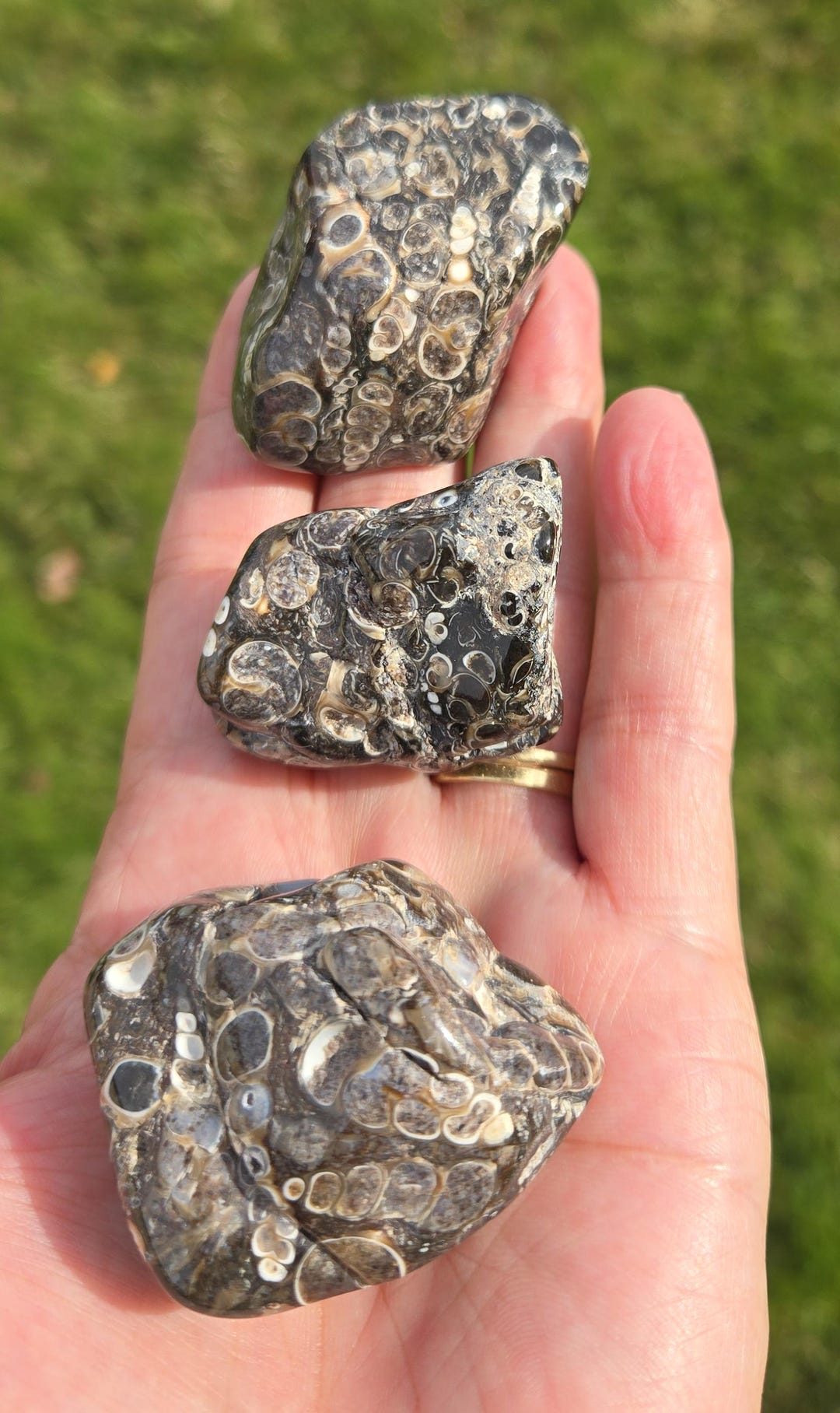 Turritella Agate, Lot of 2 Turritella Agate - Small Size Turritella ...