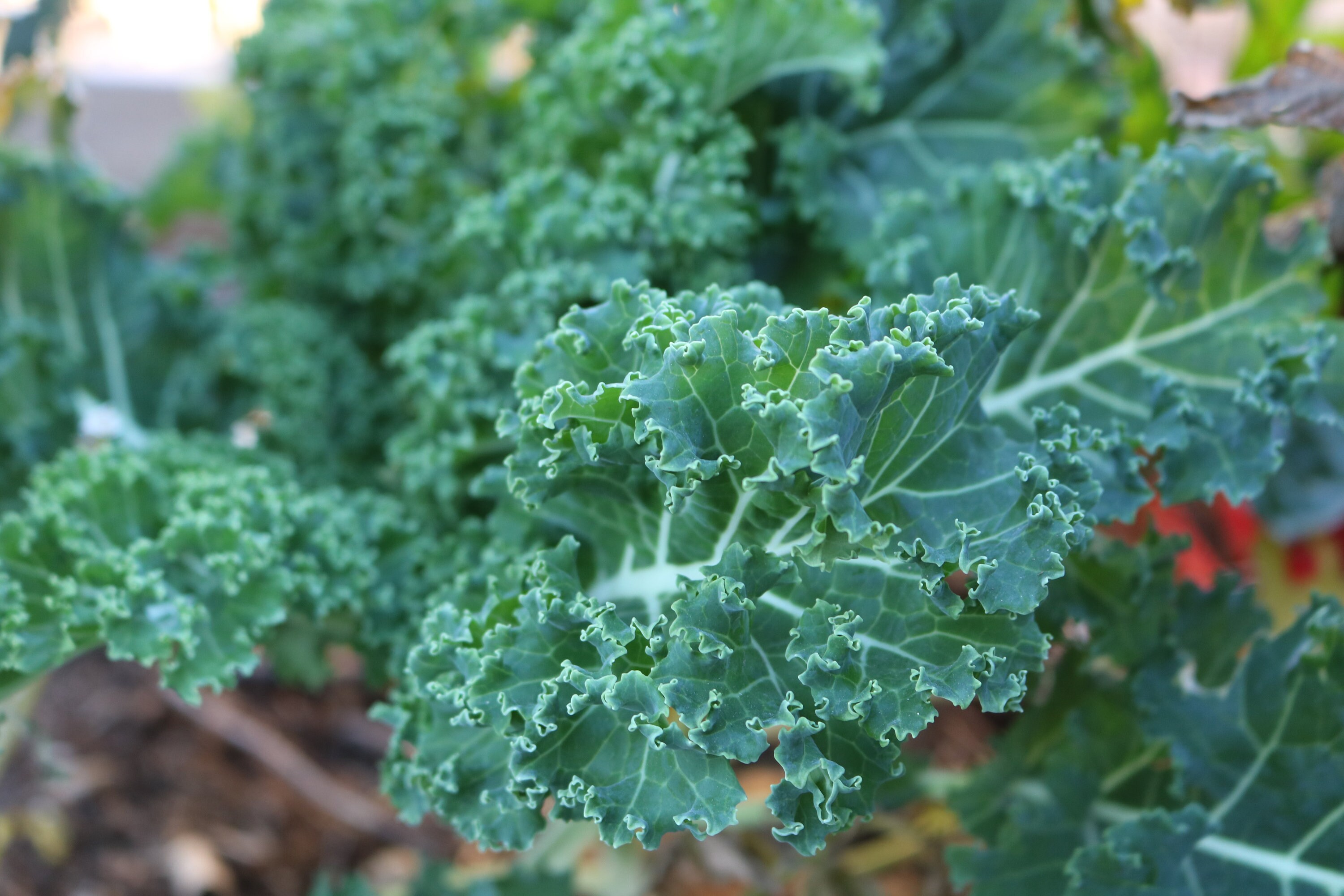 100 Organic Dwarf Blue Curled Scotch Kale OR Organic Black Tuscan Kale ...
