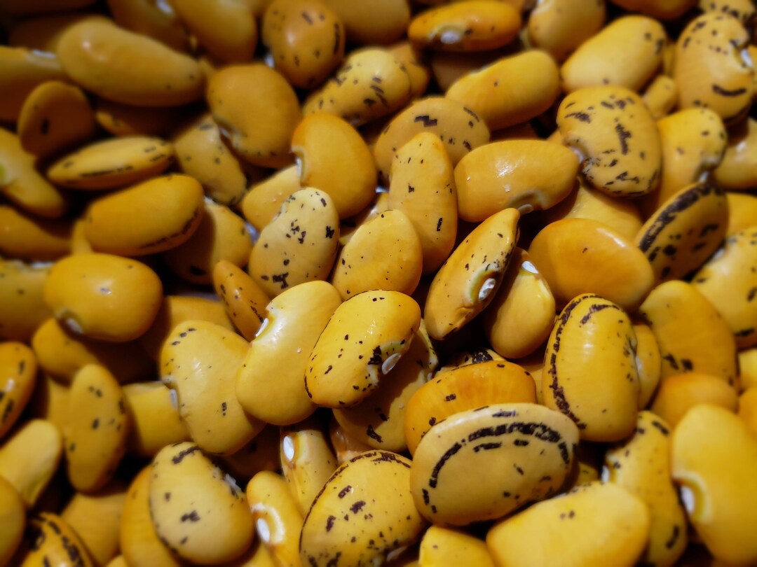 Heirloom Pima Orange Lima Bean Seeds, AKA Hawul ... Most Delicious Lima ...