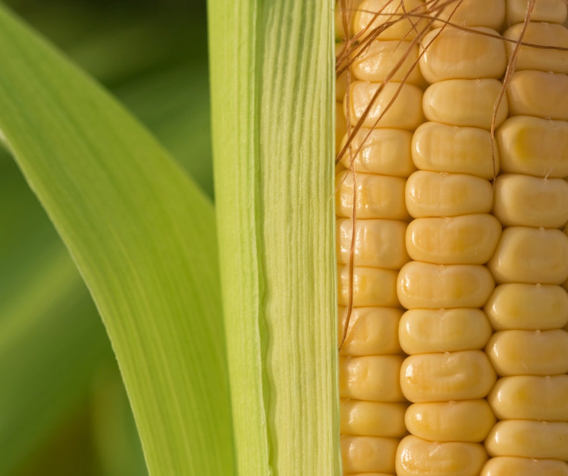 Golden Bantam Corn Seeds Non-gmo Heirloom - Etsy