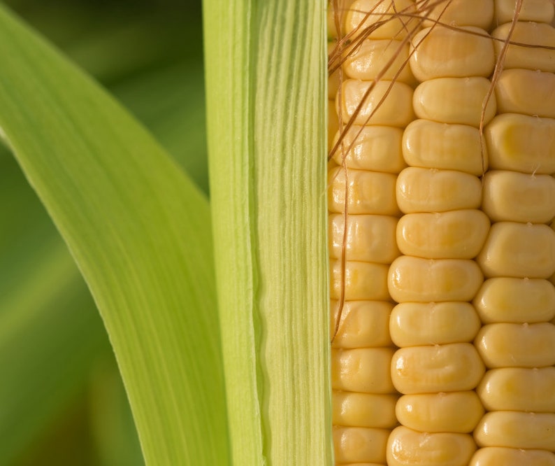 Golden Bantam Corn Seeds Non-gmo Heirloom - Etsy