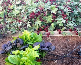 Toy Choy Baby Pak Choy Stir Fry Heirloom Premium Seed Packet Bok Choi ...