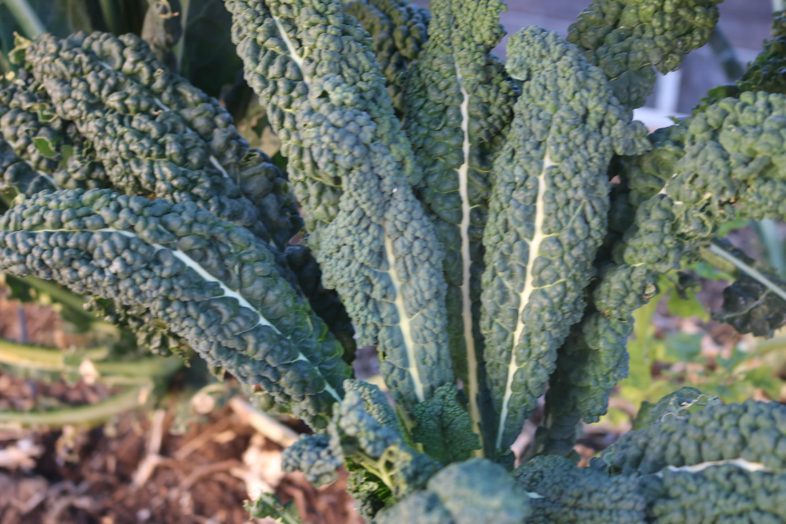 100 Organic Dwarf Blue Curled Scotch Kale OR Organic Black Tuscan Kale ...