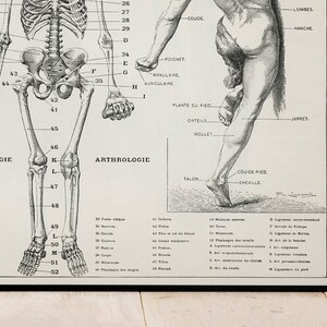 Anatomy Print, Anatomical Poster Art Illustration, Vintage Print, an ...