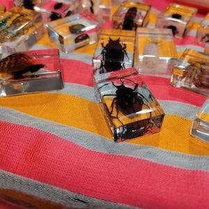 Real Insect Specimen: Clear Resin Entomology Oddity - Bug Paperweight ...