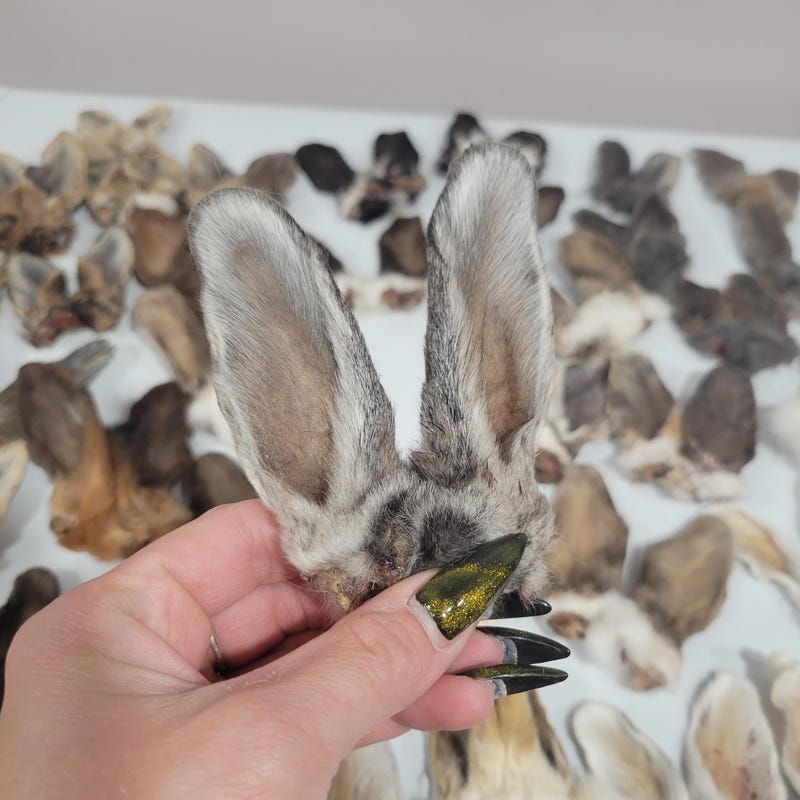 White Bunny Ears Real - Etsy