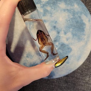 Diaphonized Frog Wet Specimen in Glass Jar, Oddity Collection, Creepy ...