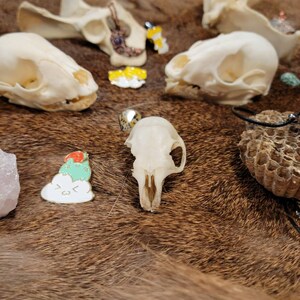 Guarunteed Bones Spooky Mystery Box, Oddity Mystery Box, Gothic Mystery ...