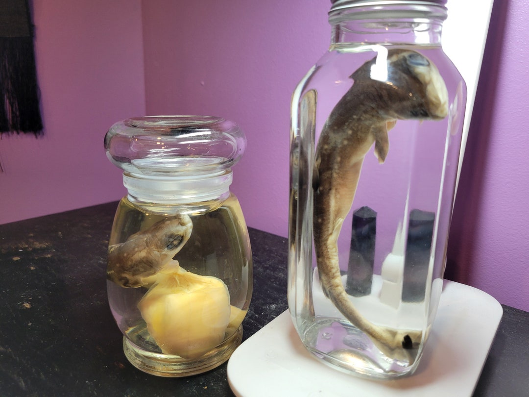 Dogfish Shark Pup Wet Specimen Moratorium Gifts Oddities & Curiosities ...