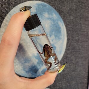 Diaphonized Frog Wet Specimen in Glass Jar, Oddity Collection, Creepy ...