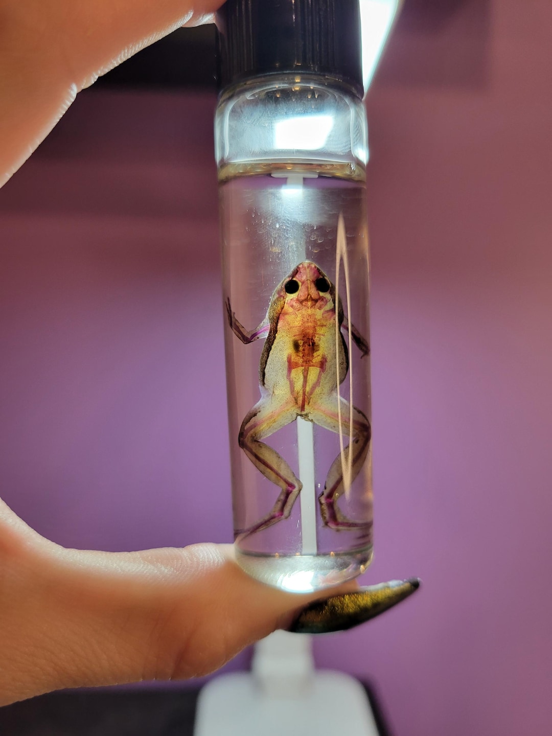 Diaphonized Frog Wet Specimen in Glass Jar, Oddity Collection, Creepy ...