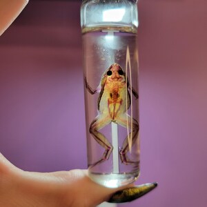 Diaphonized Frog Wet Specimen in Glass Jar, Oddity Collection, Creepy ...