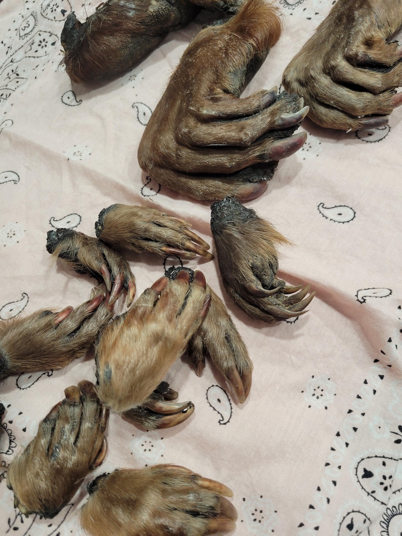 Beaver Paw Taxidermy Real Beaver Foot Paw Taxidermy Small Animal ...