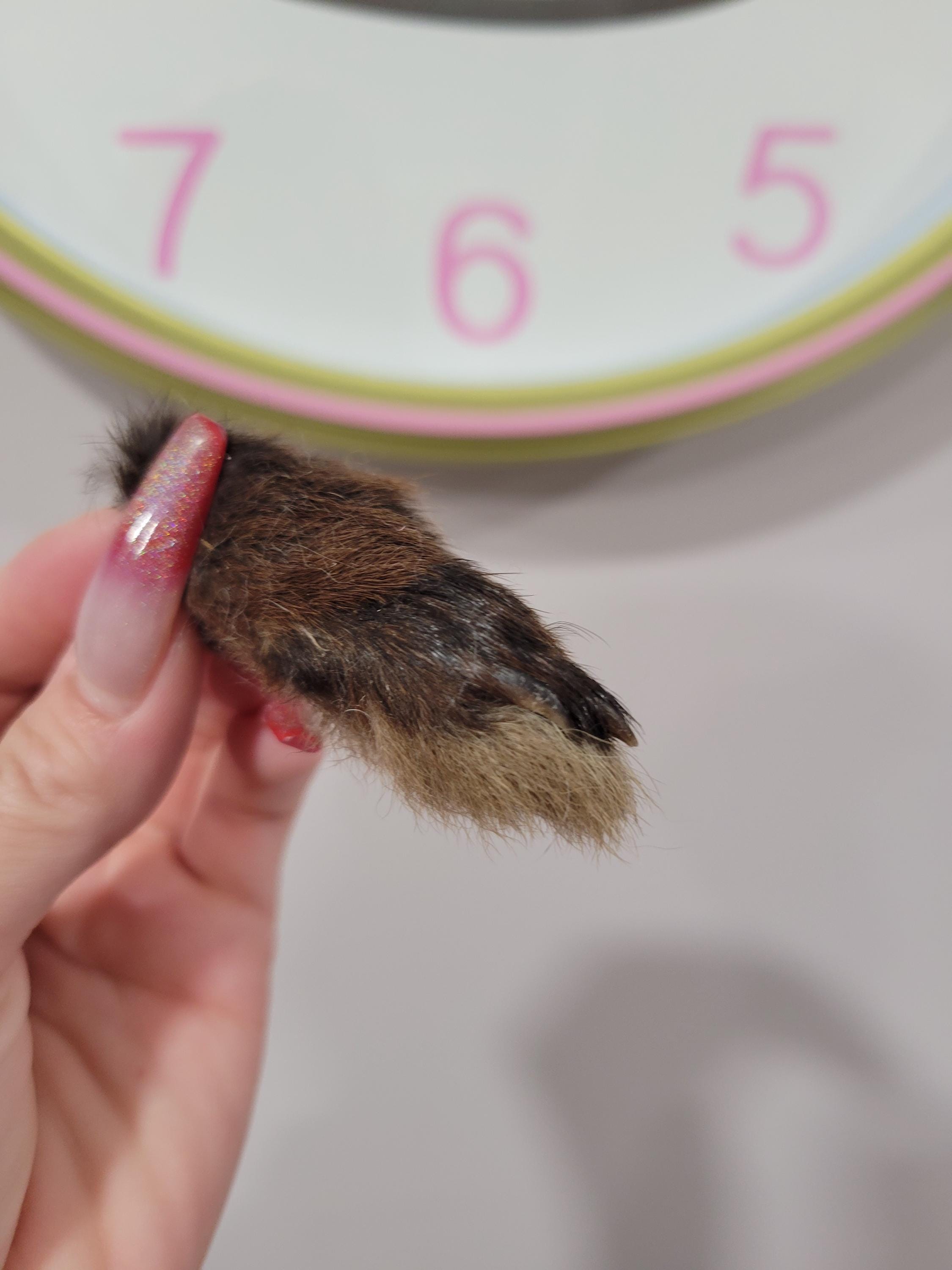 Lucky Rabbit Foot Charm: Ethically Sourced, Craft Ready - Etsy