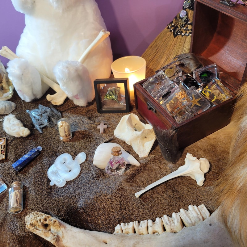 Bones Curio Mystery Box - Etsy