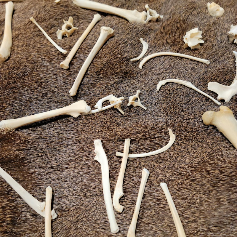 Animal Bones - Etsy