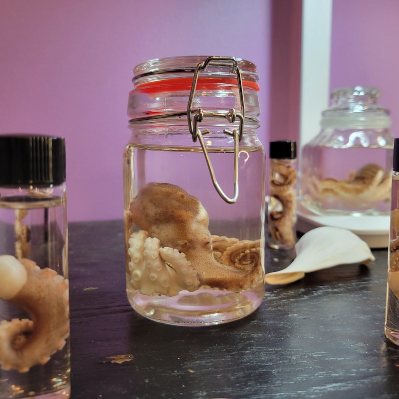 Wet Specimens - Etsy