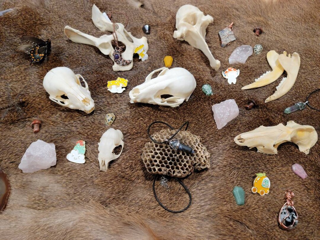 Guarunteed Bones Spooky Mystery Box, Oddity Mystery Box, Gothic Mystery ...