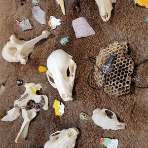 Guarunteed Bones Spooky Mystery Box, Oddity Mystery Box, Gothic Mystery ...